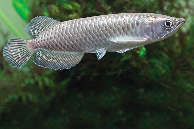 Arowana | Akvaristika i teraristika