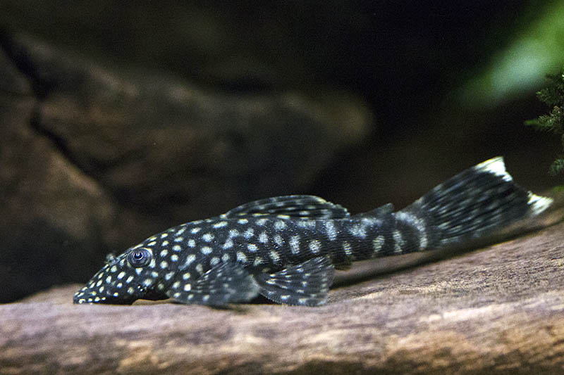 Mrest Ancistrus-a | Akvaristika i teraristika