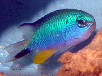 Electric blue damsel | Akvaristika i teraristika